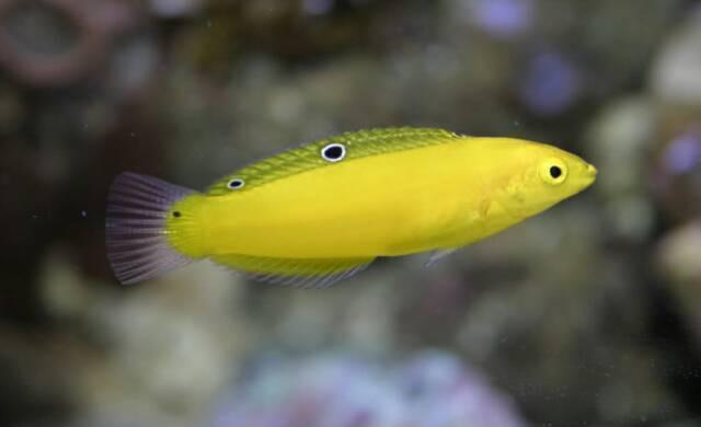 Golden Wrasse – AquaForest Aquarium Studio