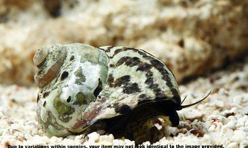 Turbo Snail – AquaForest Aquarium Studio