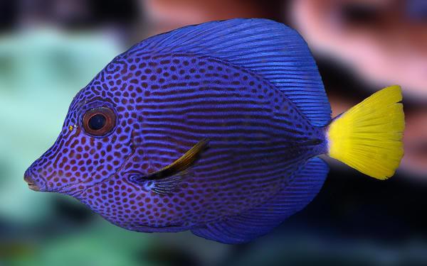 Purple Tang – AquaForest Aquarium Studio