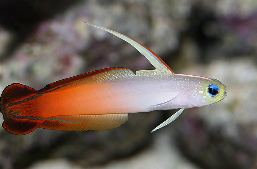 Fire Fish – AquaForest Aquarium Studio