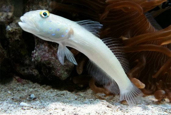 Sleeper Blue Dot Goby – AquaForest Aquarium Studio